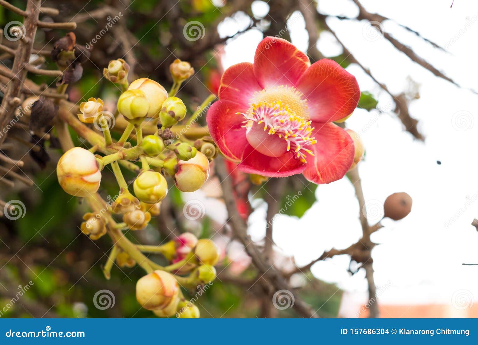 Red Sala Flower Is Blooming, Shorea Robusta, Dipterocarpaceae, Indian ...