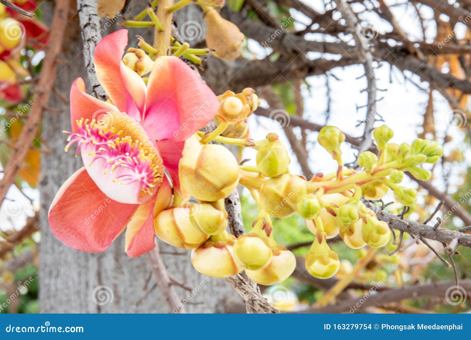 Sala Flower. or Shorea Robusta Flower Stock Photo - Image of robusta ...