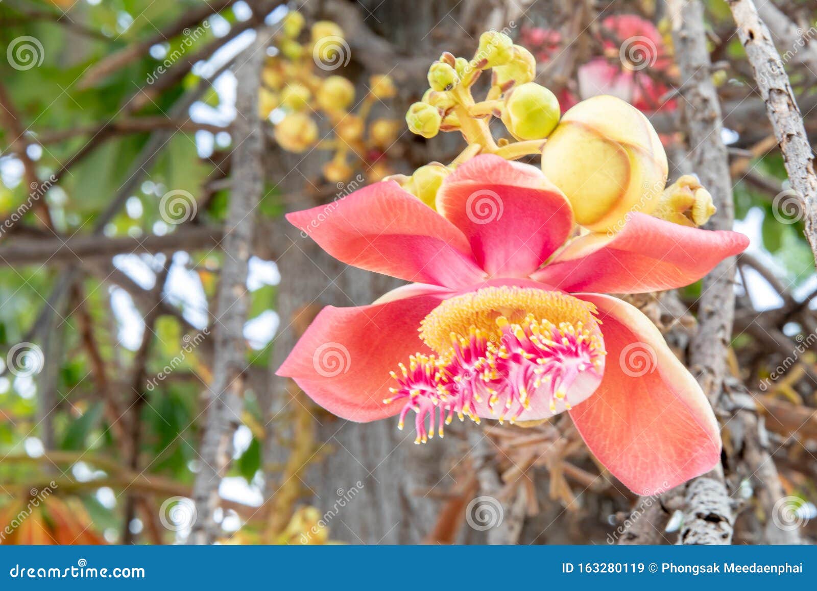 Sala Flower. or Shorea Robusta Flower Stock Image - Image of garden ...