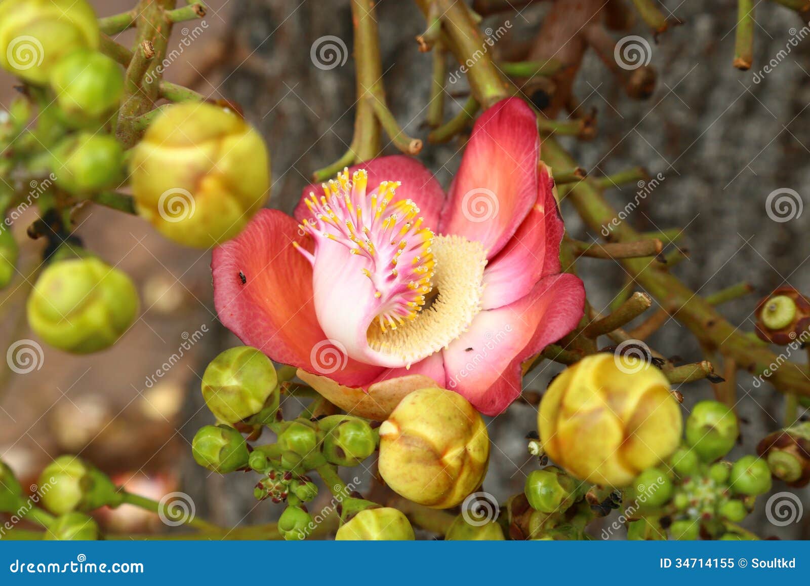 Sala flower on tree stock image. Image of natural, plant - 34714155