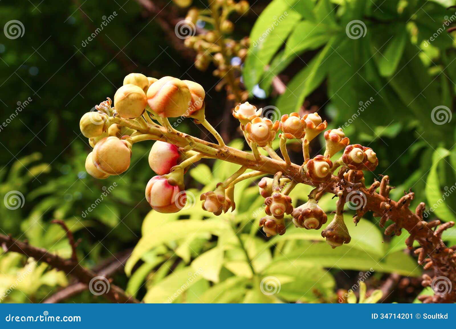 Sala flower on tree stock image. Image of fresh, garden - 34714201