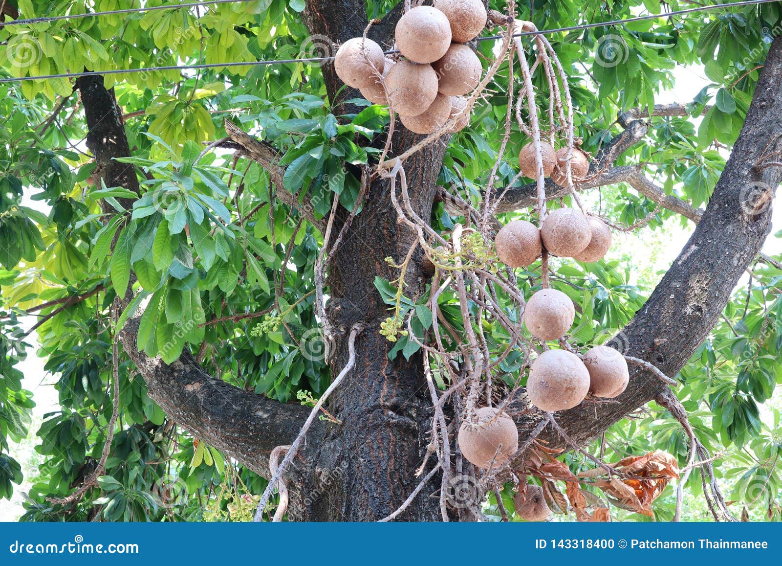 Sala or Shorea Robusta Tree Stock Photo - Image of tree, robusta: 143318400