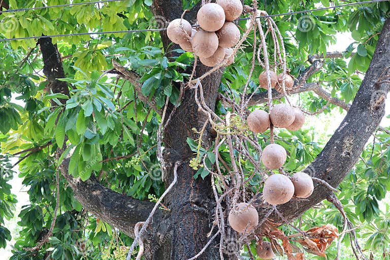 Sala or Shorea Robusta Tree Stock Photo - Image of tree, robusta: 143318400