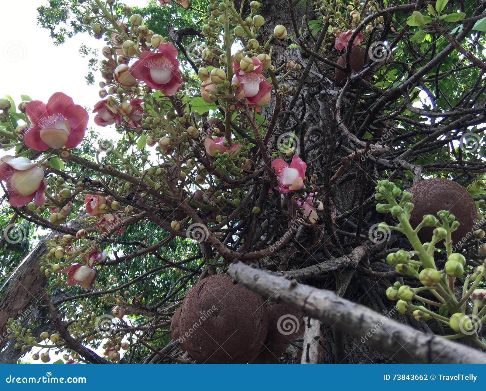 Sala Tree (Cannonball Tree) Stock Photo - Image of cannonball, tree ...