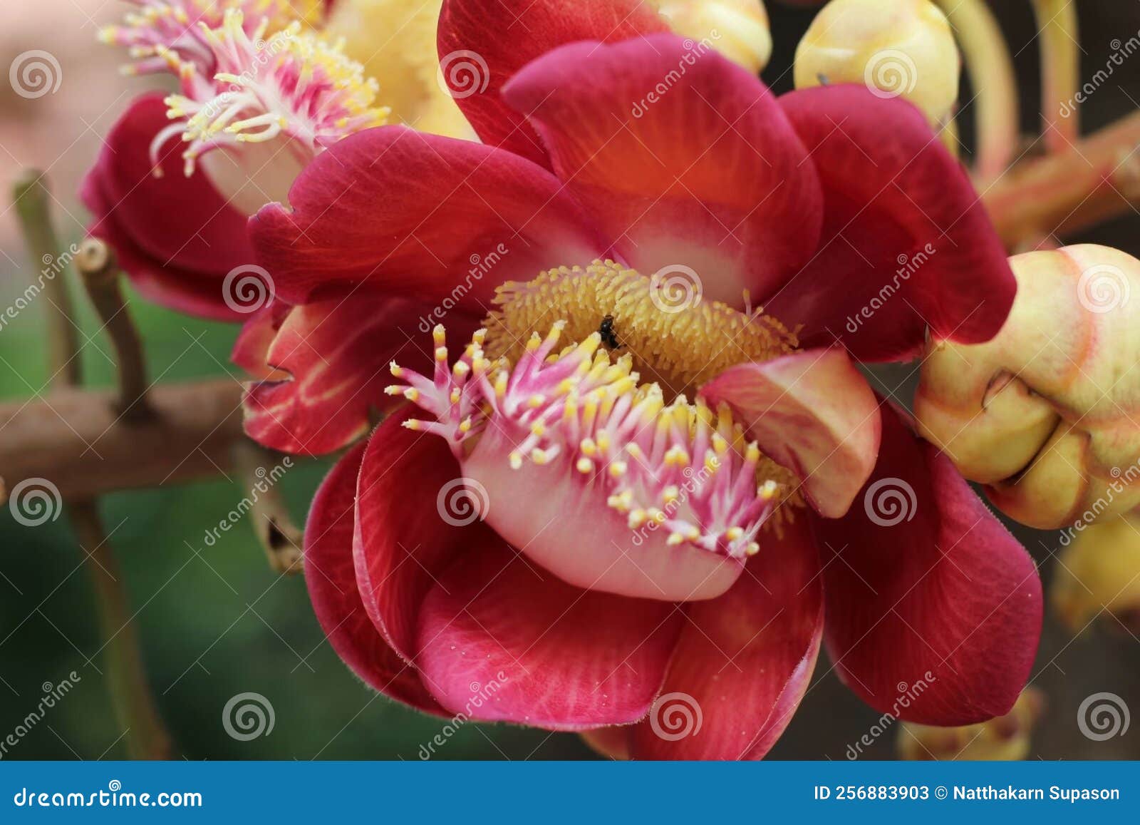 Sala Tree, Shorea Robusta , Cannonball Stock Image - Image of tree ...