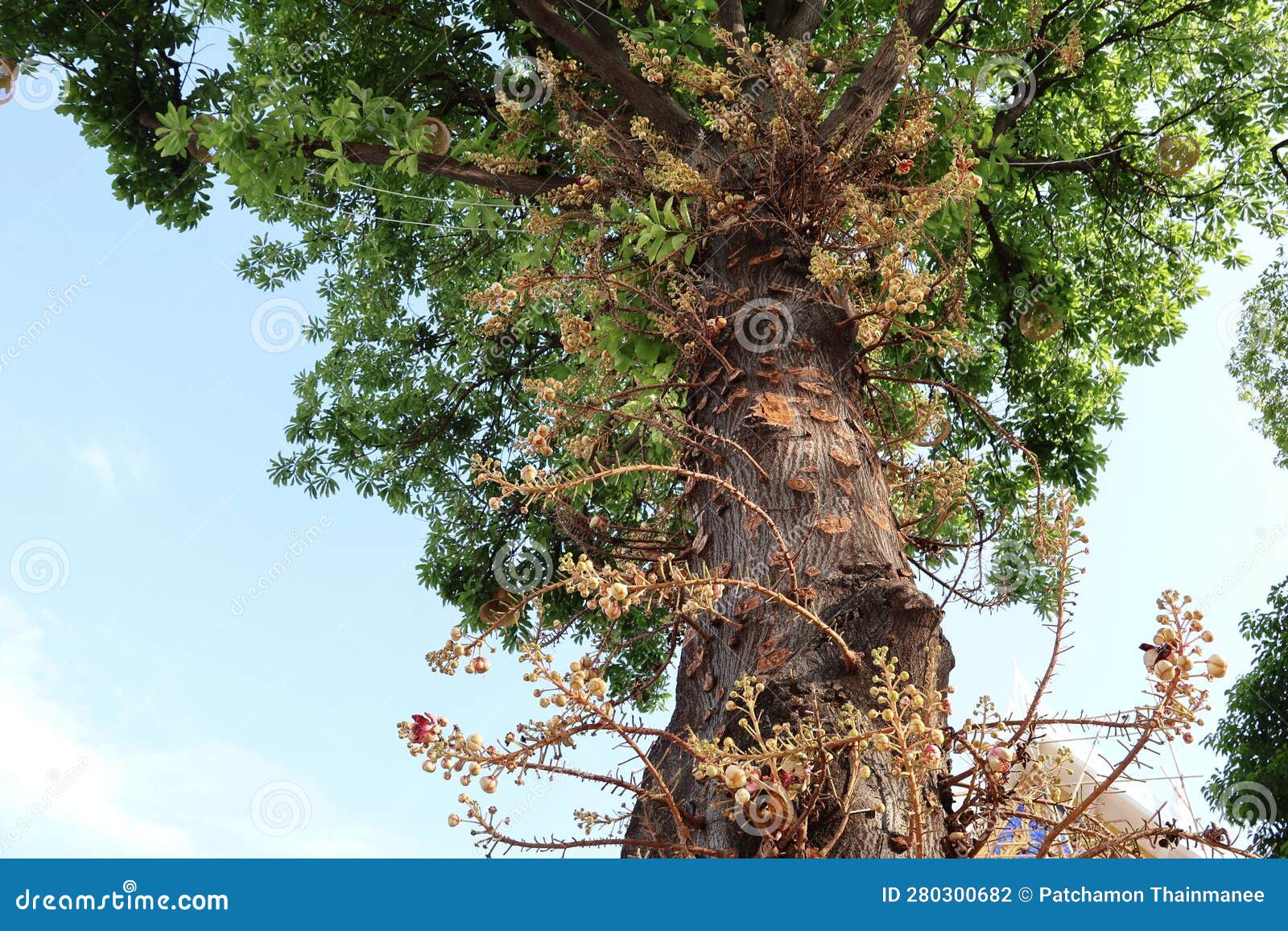 Sala Trees are Large Trees Planted in Thai Temples. Stock Photo - Image ...