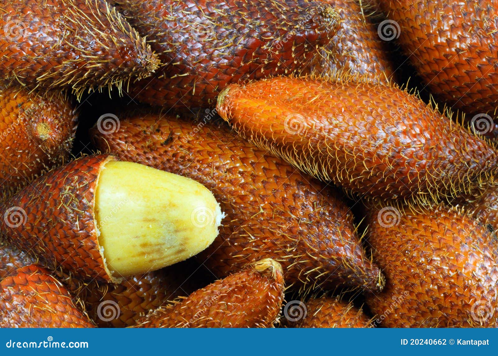 Salacca stock photo. Image of nature, fresh, texture - 20240662