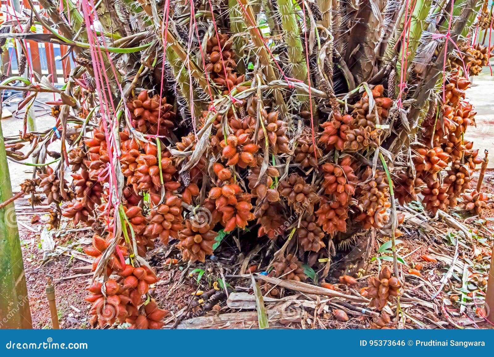 Salacca wallichiana stock photo. Image of nutrition, health - 95373646