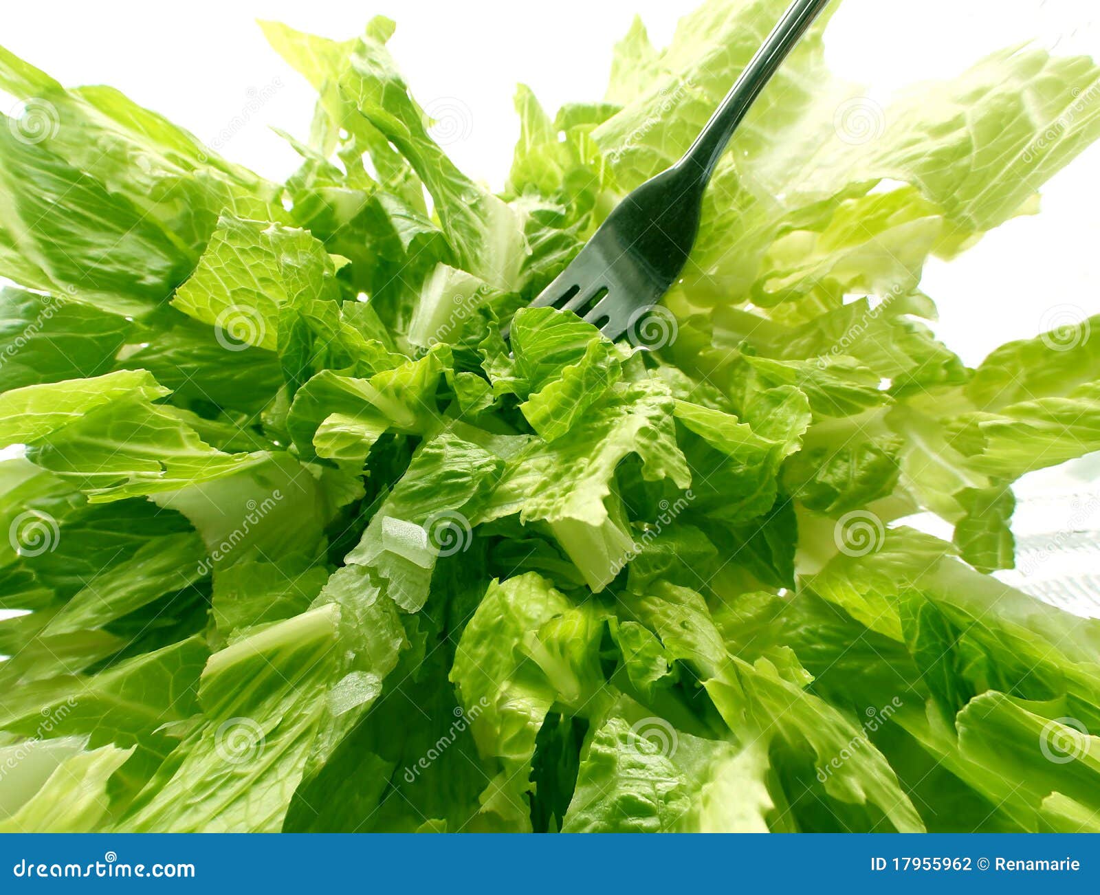 Salad Abstract stock photo. Image of lettuce, vegan, calories - 17955962