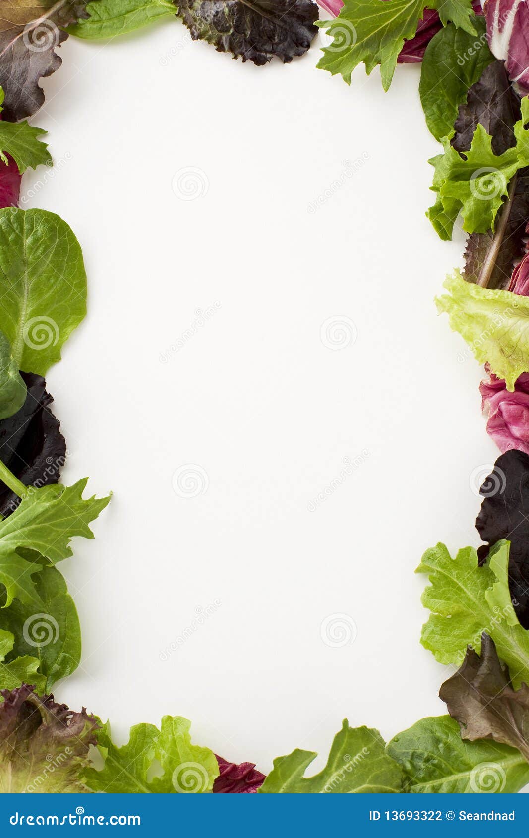 Salad border stock photo. Image of greens, salad, frame - 13693322