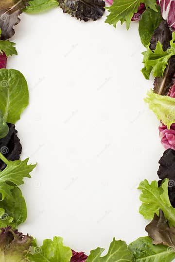 Salad border stock photo. Image of greens, salad, frame - 13693322
