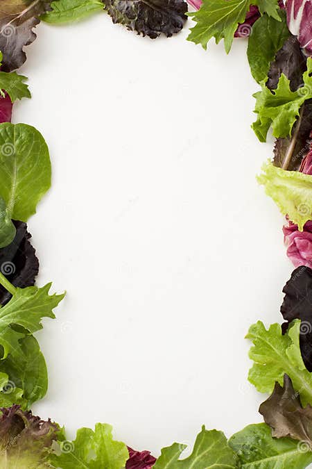 Salad border stock photo. Image of greens, salad, frame - 13693322