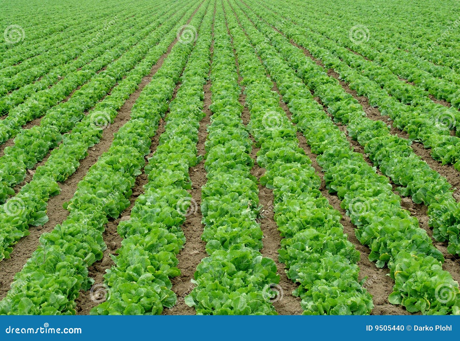 Salad Commercial Production Stock Photo - Image of mass, cultivate: 9505440