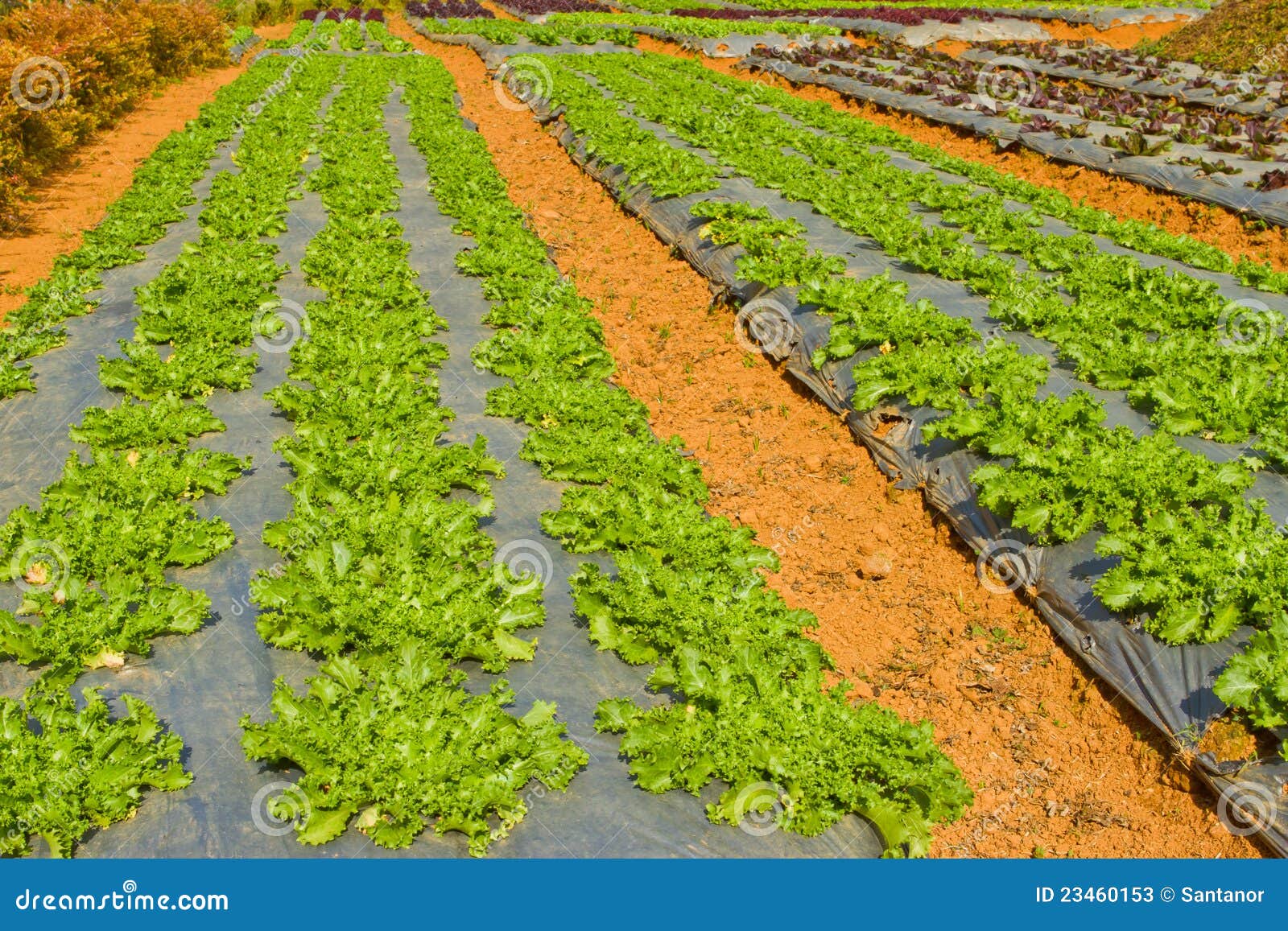 Salad farm stock image. Image of salad, leaf, nutrition - 23460153