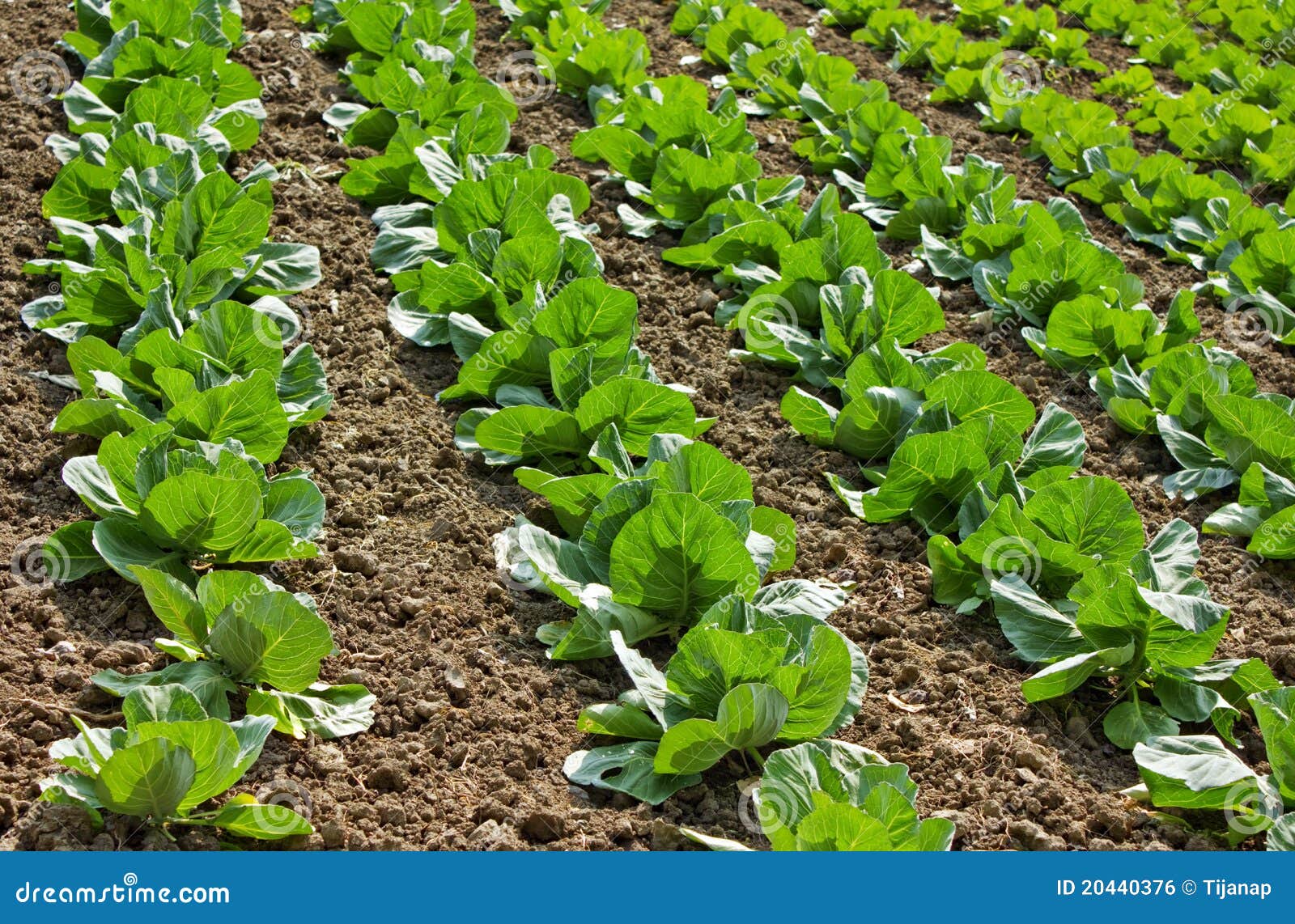 Salad field closeup stock photo. Image of detail, spring - 20440376