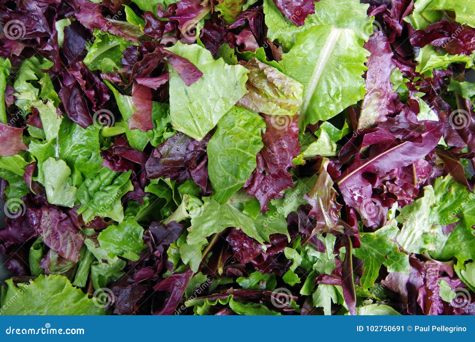 Salad field greens stock image. Image of food, vegetarian - 102750691