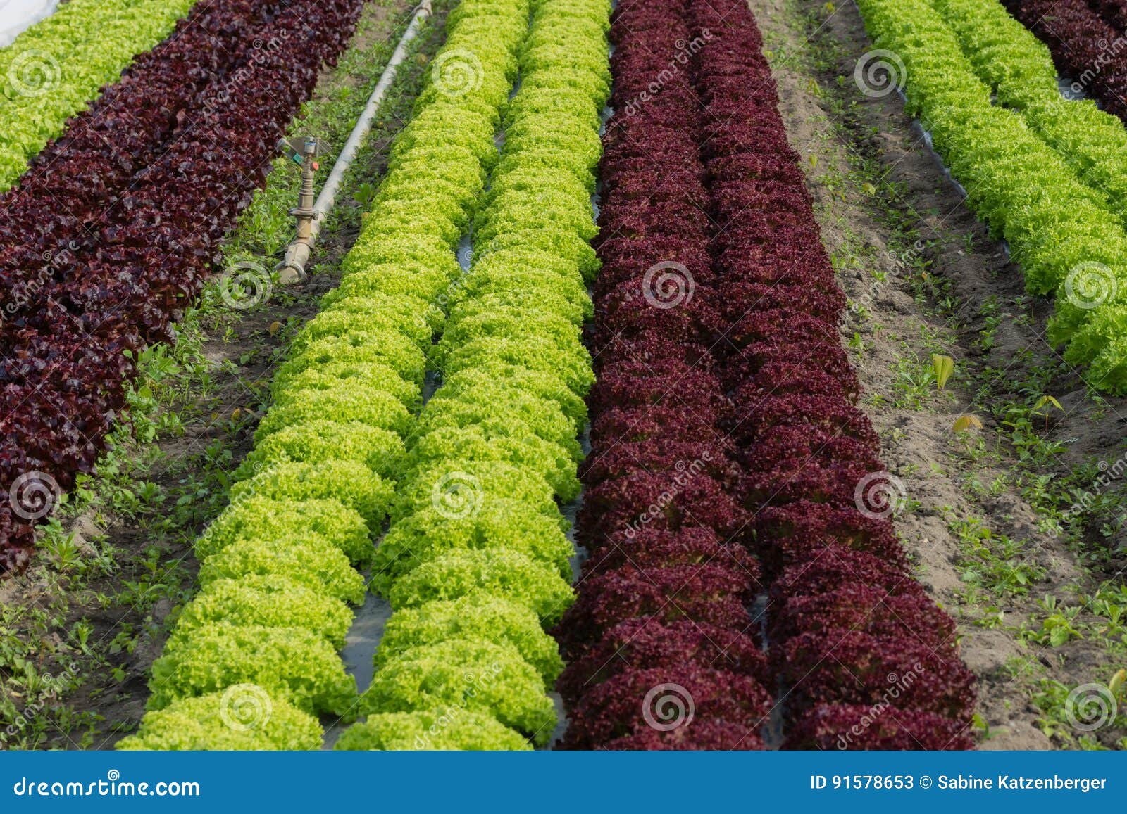 Salad field stock image. Image of purple, color, food - 91578653