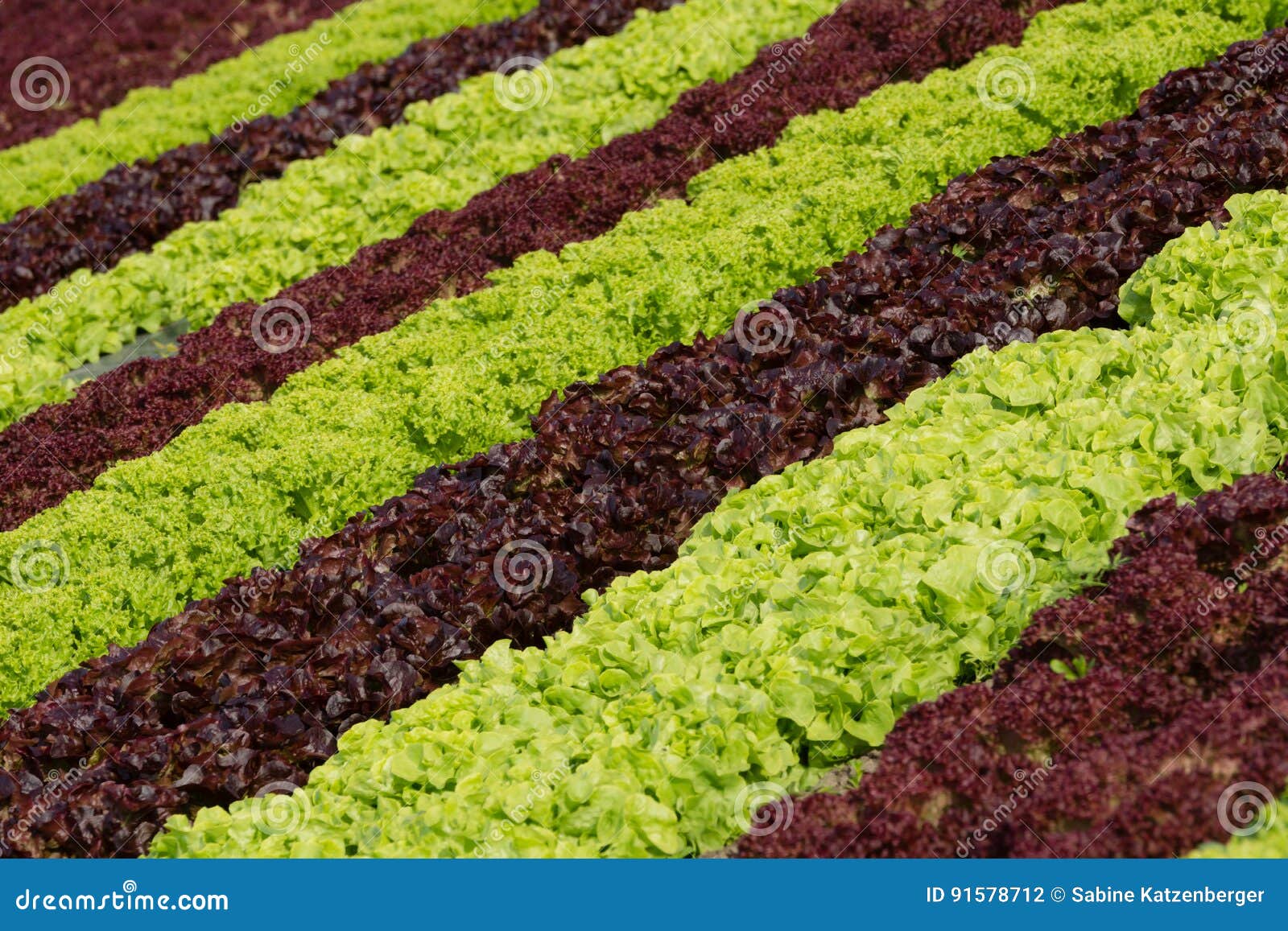 Salad field stock photo. Image of plant, agricultural - 91578712