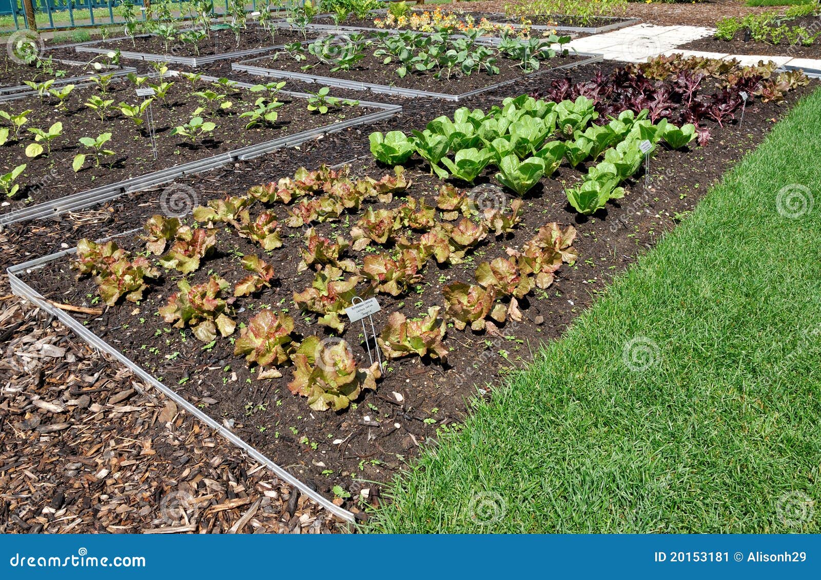 Salad Garden stock image. Image of healthy, cultivating - 20153181