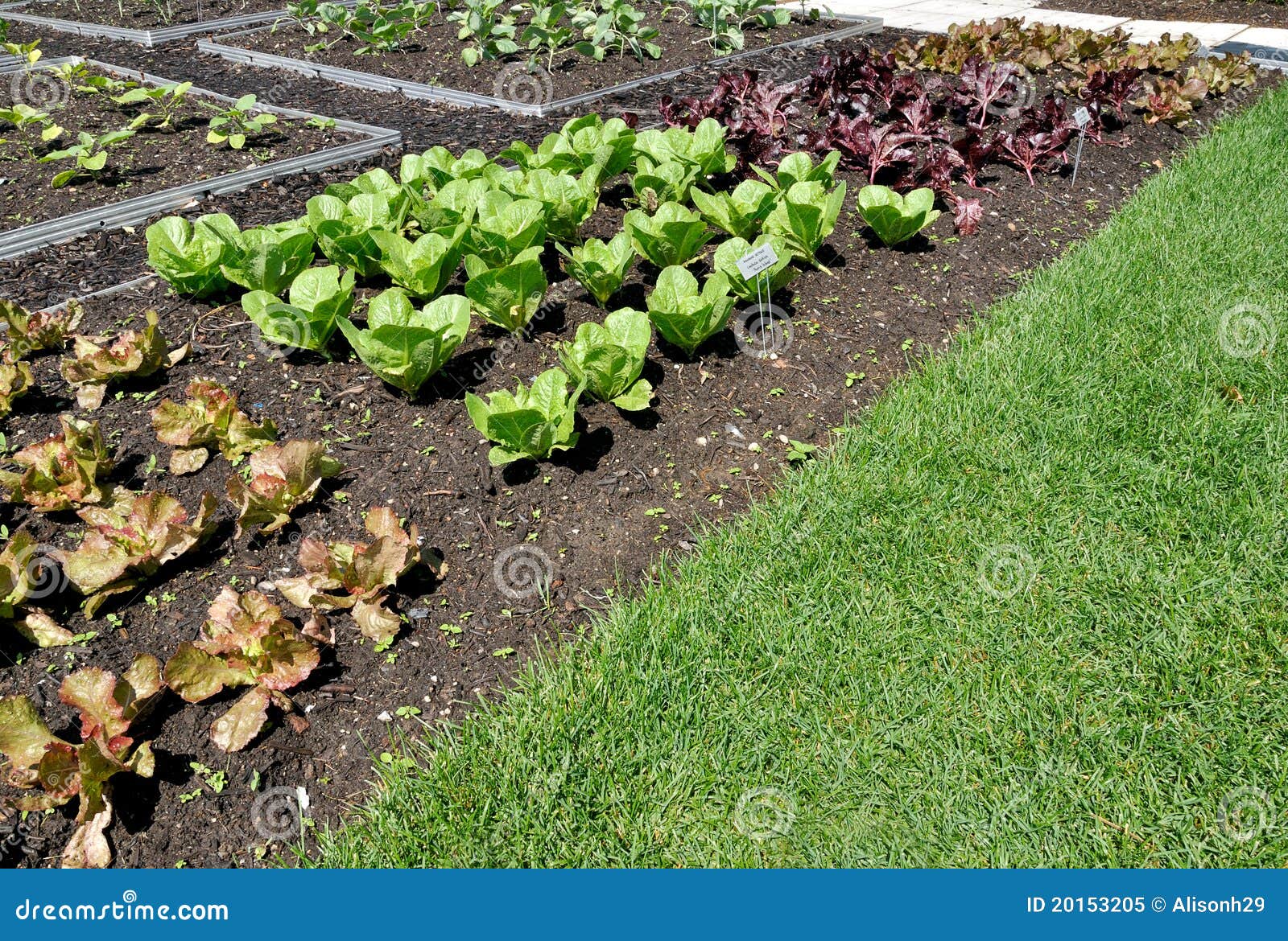 Salad Garden stock image. Image of local, fresh, landscaper - 20153205
