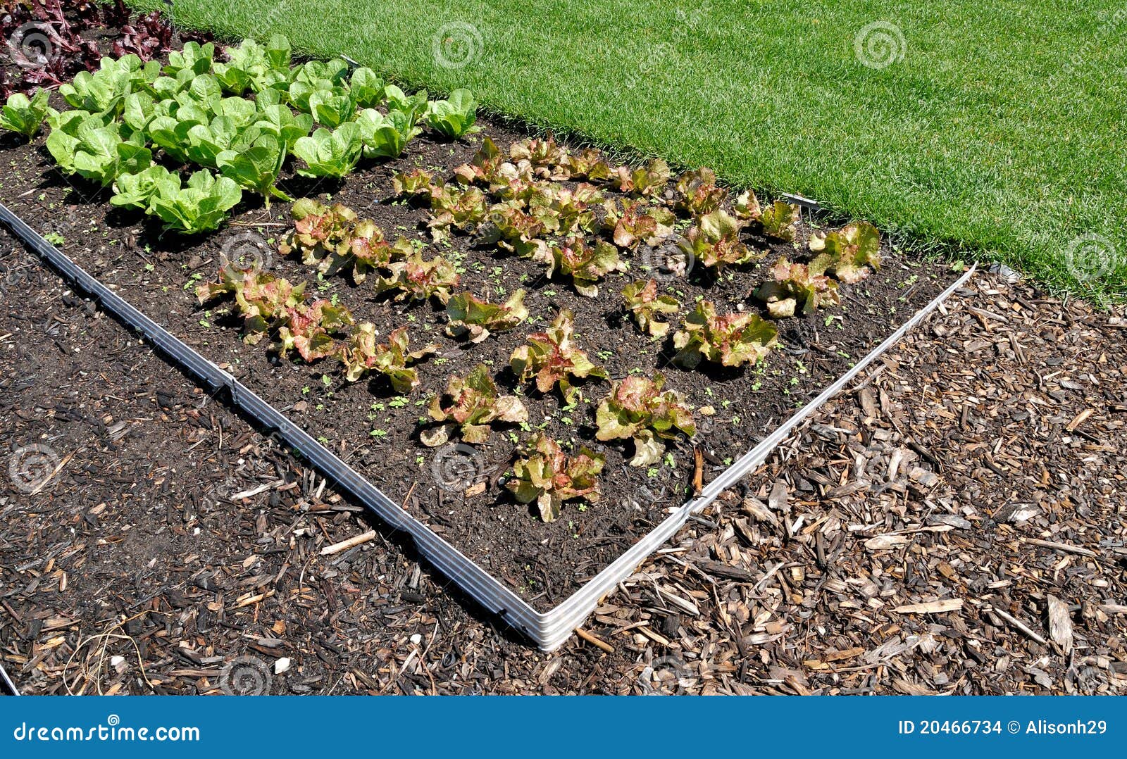 Salad garden stock photo. Image of landscaping, growers - 20466734