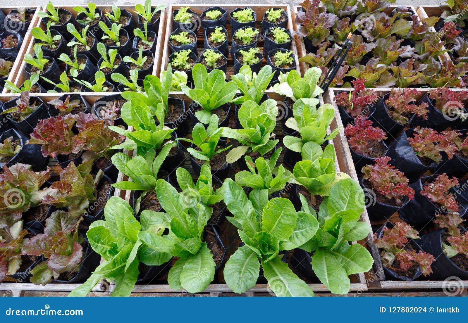 Salad garden stock photo. Image of batavia, health, grow - 127802024