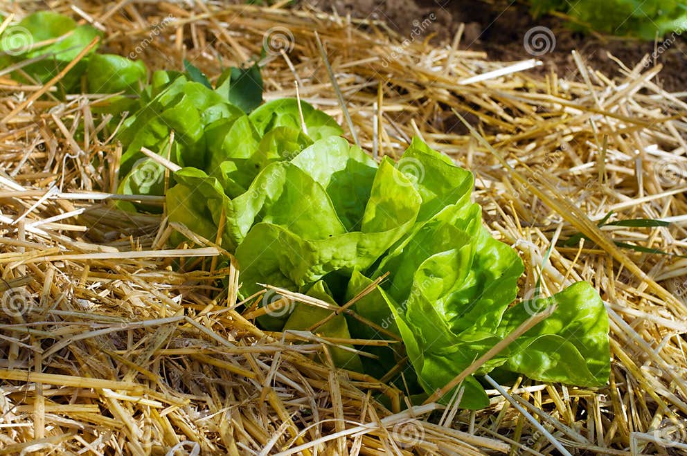 Salad growing stock photo. Image of outdoor, mulch, development - 31294846