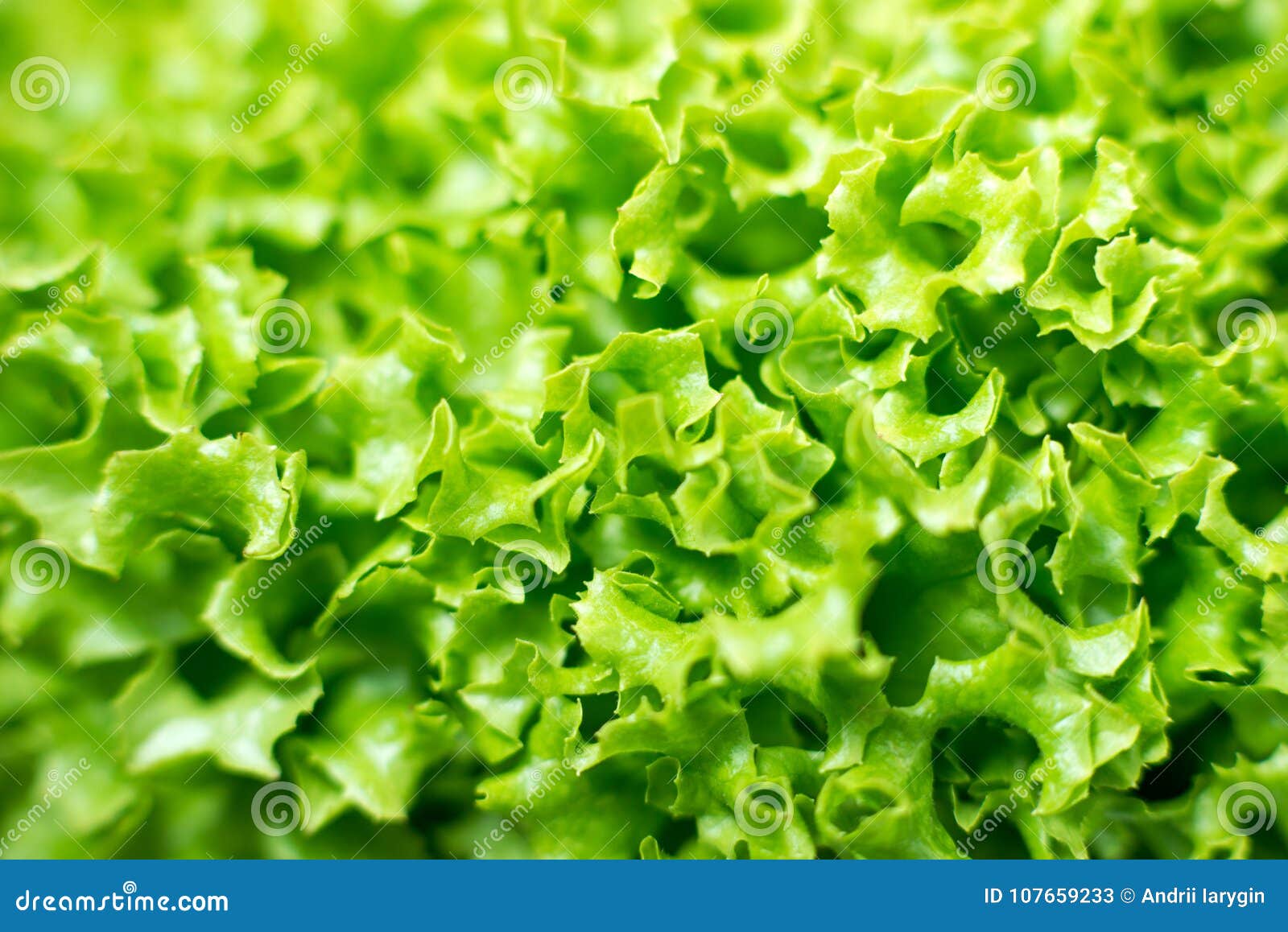 Salad leaf lollo biondo stock image. Image of food, wavy - 107659233