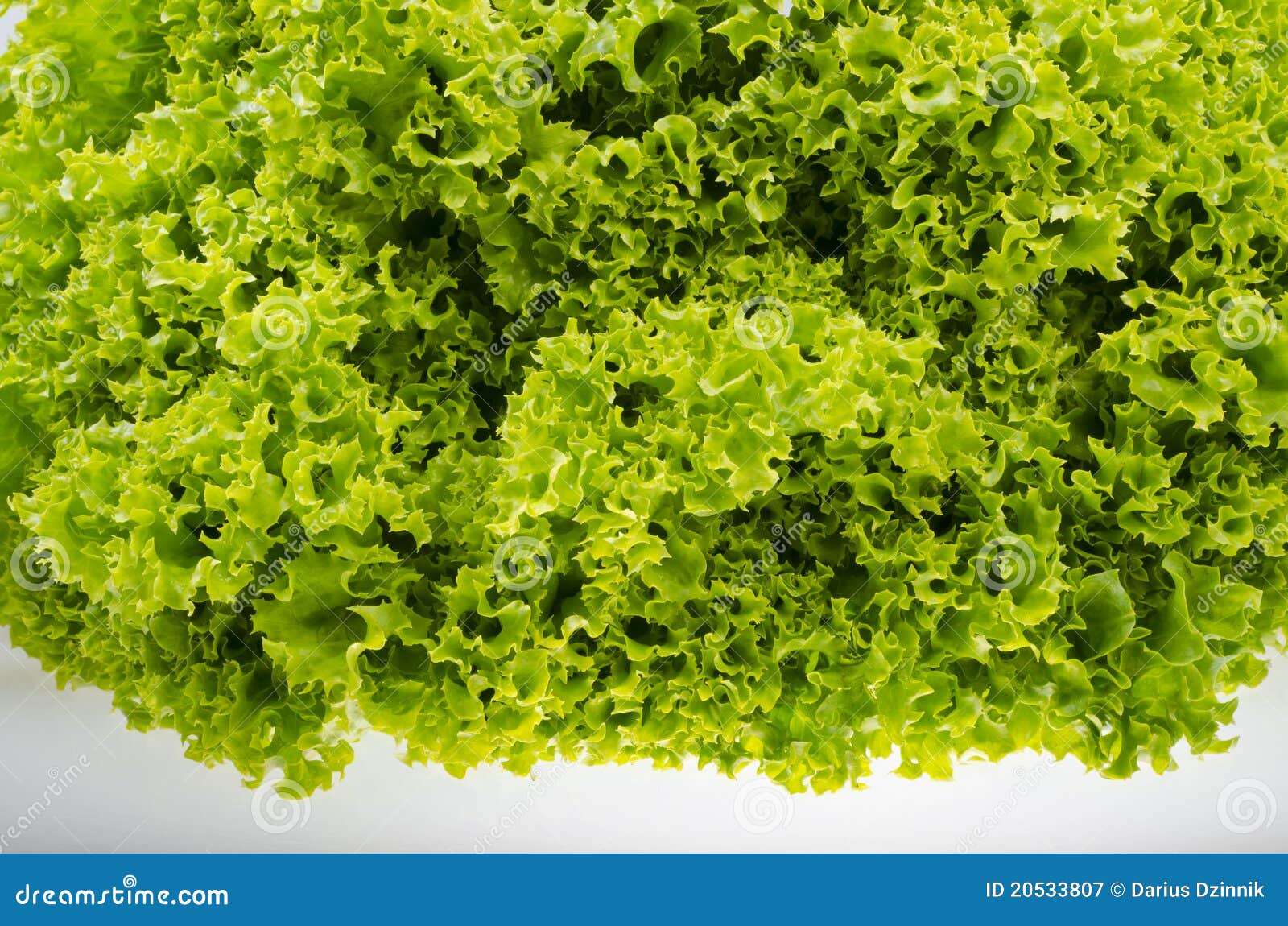 Salad Lollo Bionda stock image. Image of healthy, kitchen - 20533807
