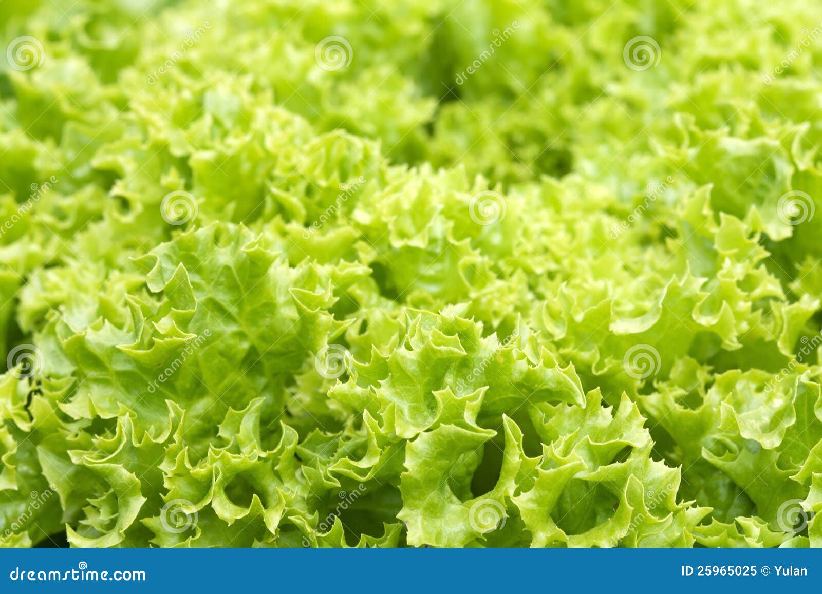 Salad (lollo Bionda Lettuce) Stock Image - Image of full, closeup: 25965025