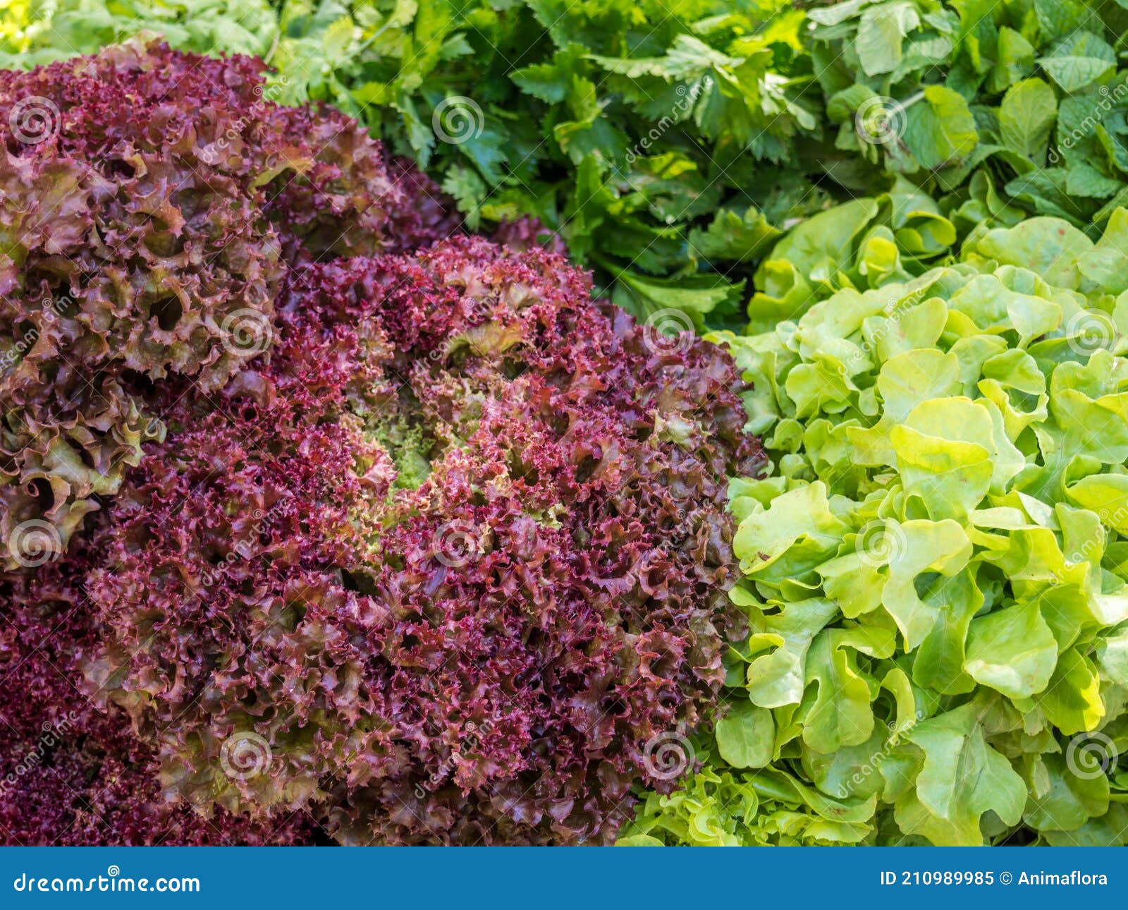 Salad Lollo Rosso in a Field Stock Image - Image of farmer, color ...