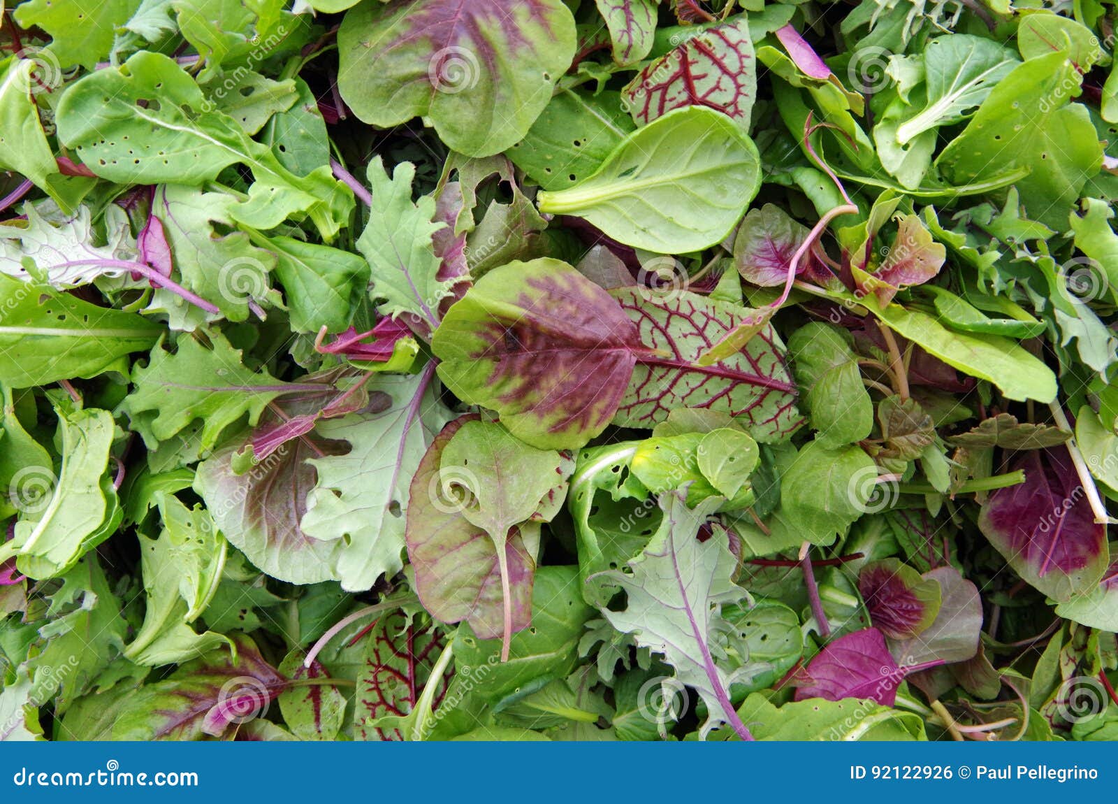 Salad micro greens stock photo. Image of greens, green - 92122926