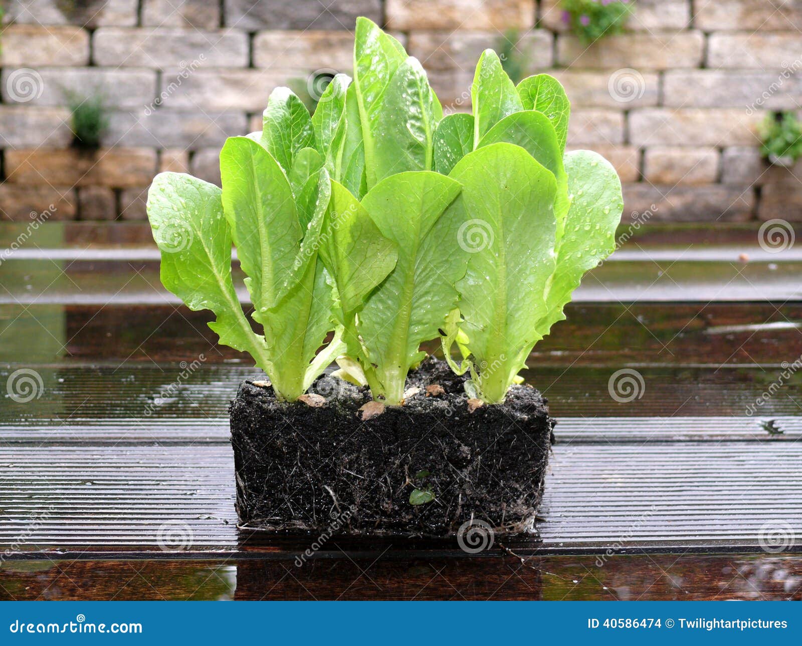 Salad plants stock photo. Image of rain, green, salad - 40586474