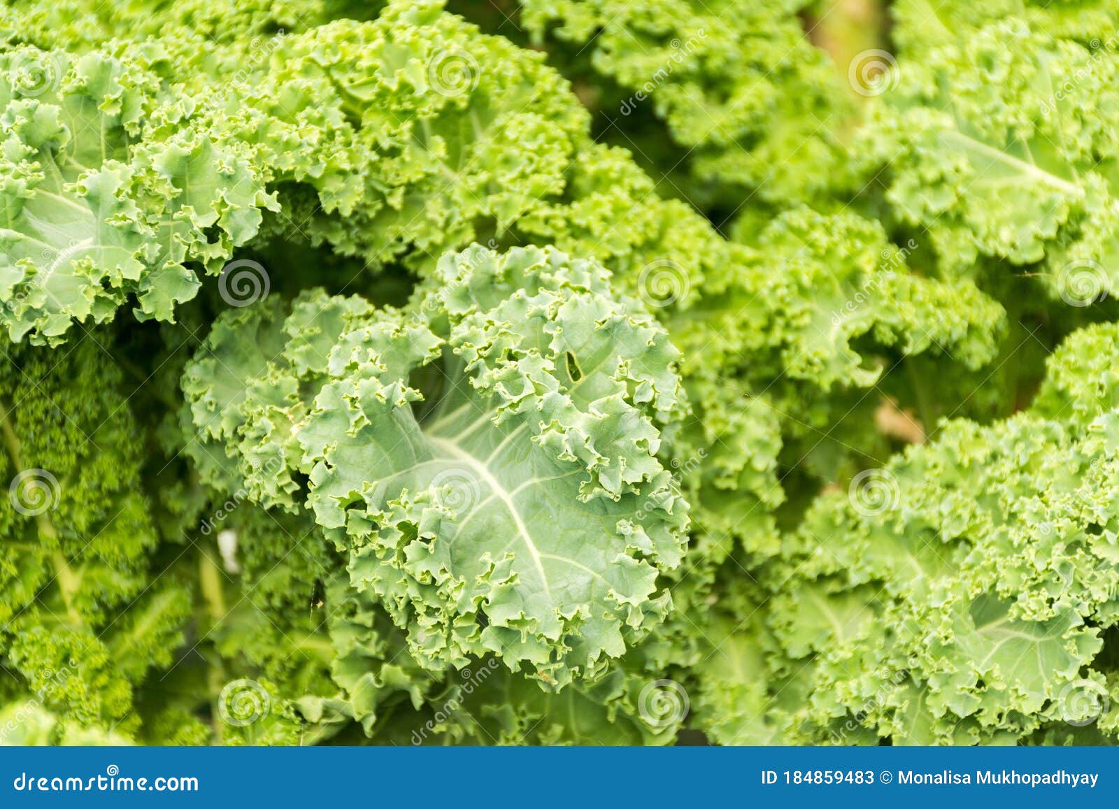 Salad Raw Kale Close Up Shot. Stock Image - Image of nutrition ...