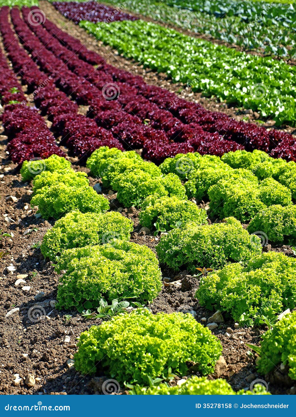 Salad and Vegetable Cultivation Stock Photo - Image of field, farm ...