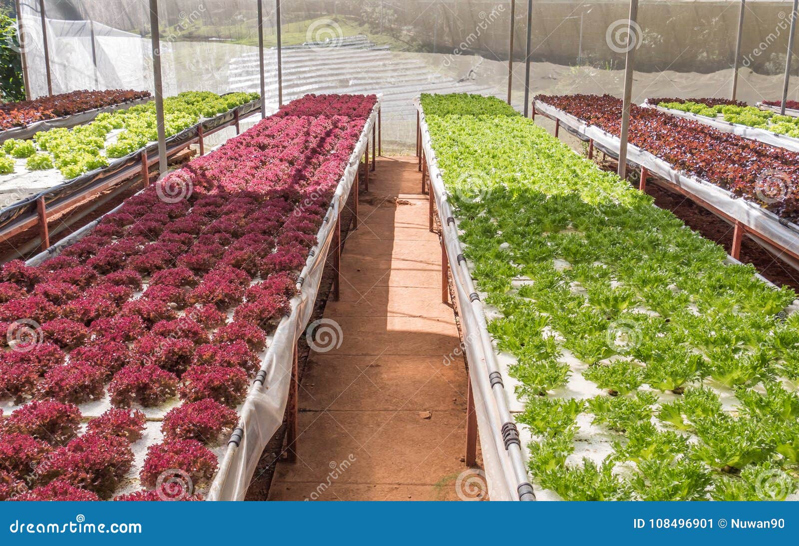 Salad vegetable farm stock image. Image of agricultural - 108496901
