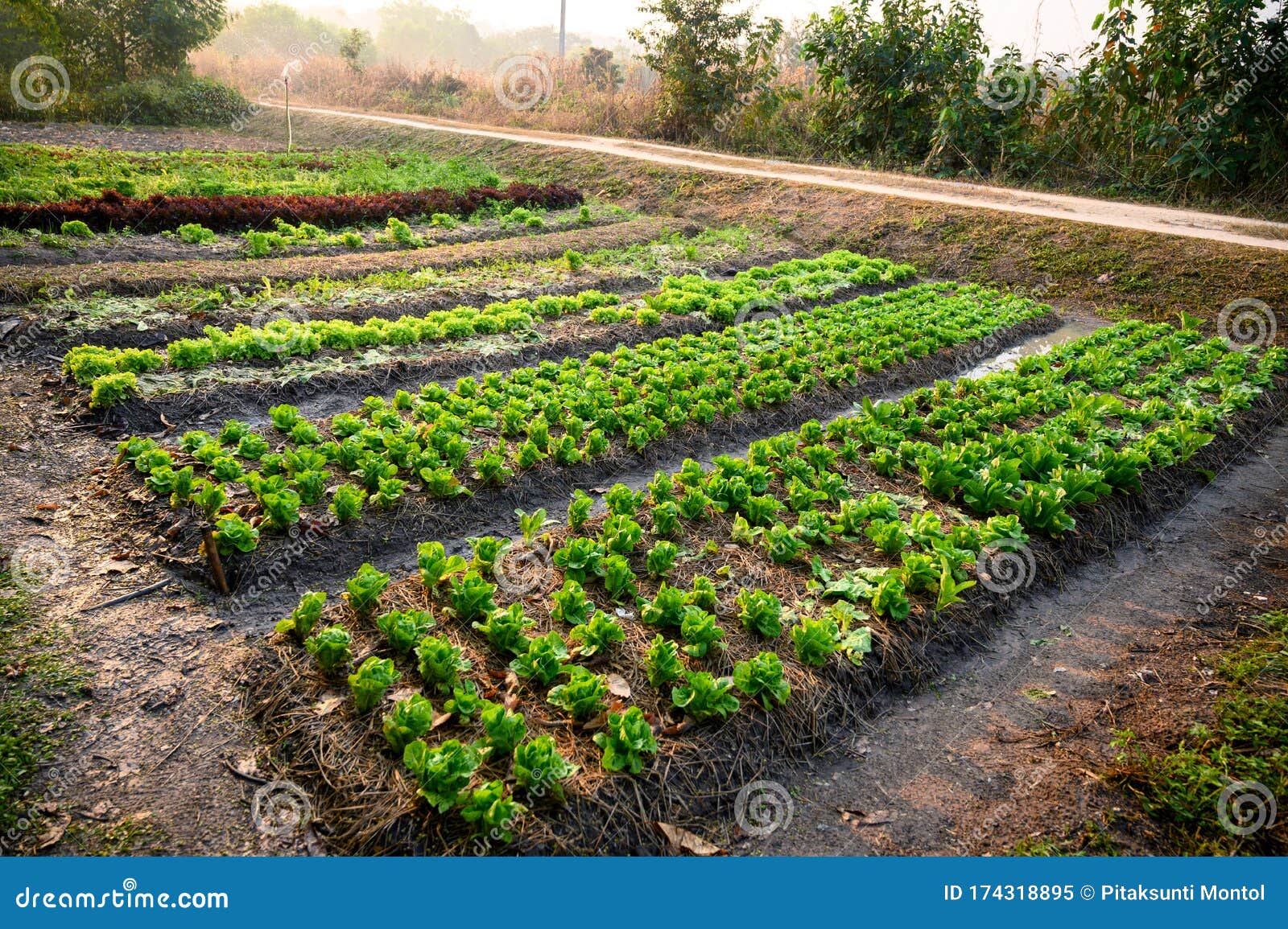 Salad Vegetables in the Plot Stock Image - Image of nature, fresh ...