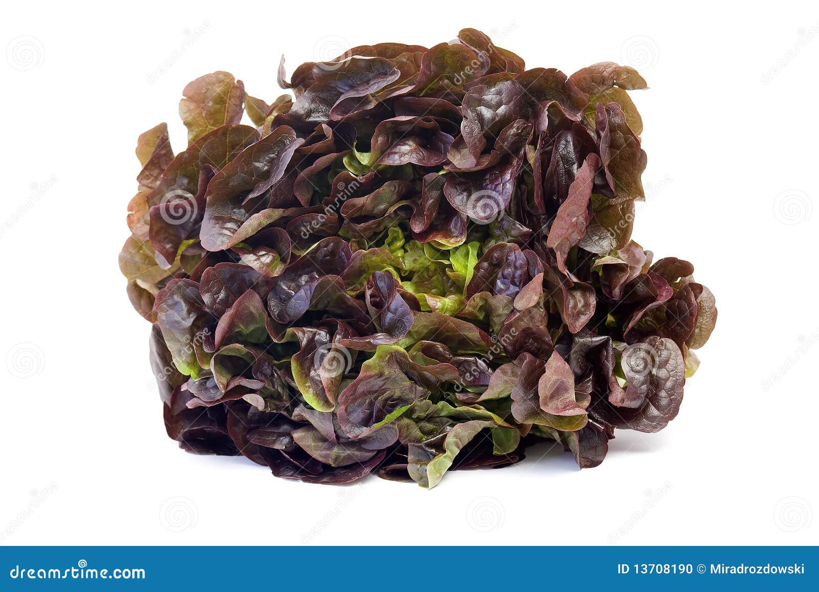 Salade Rouge De Lollo Rosso Photo stock - Image du organique ...