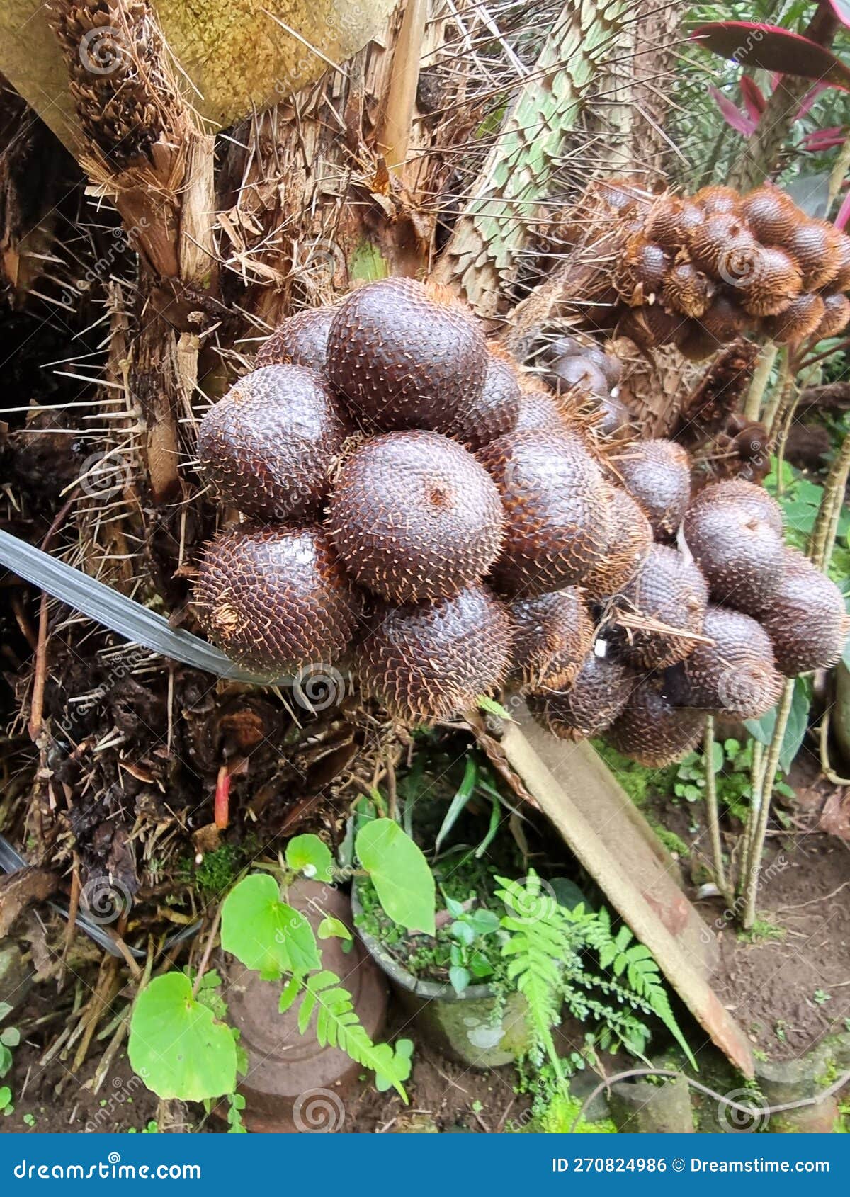Salak Fruits in Tree in Sleman Tropical Fruit Stock Photo - Image of ...