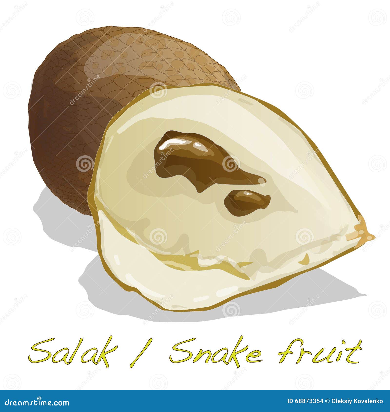 Salak / Snake fruit stock vector. Illustration of scaly - 68873354