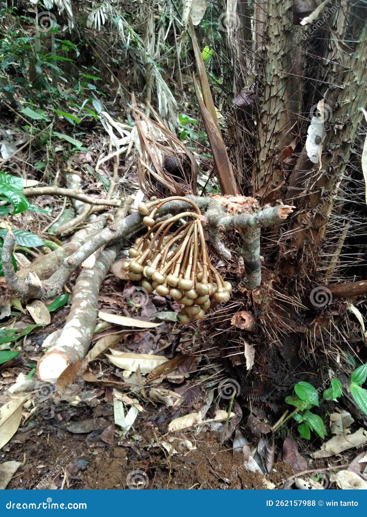 This is salak tree stock photo. Image of branch, animal - 262157988