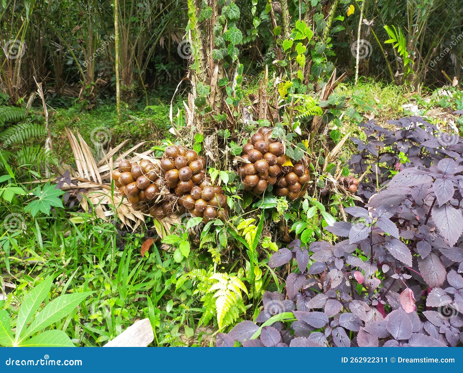 Salak Tree, the Fruit is Very Much Stock Image - Image of snakefruit ...