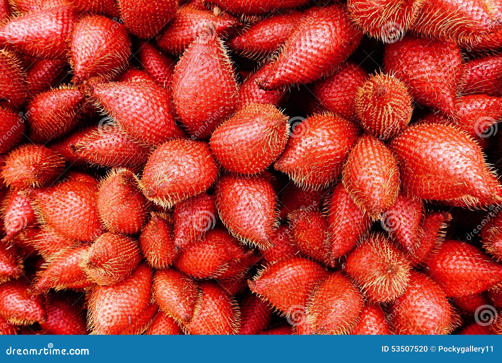 Tropical Sweet Water Fish Arapaima Gigas, Known Also As Pirarucu In ...