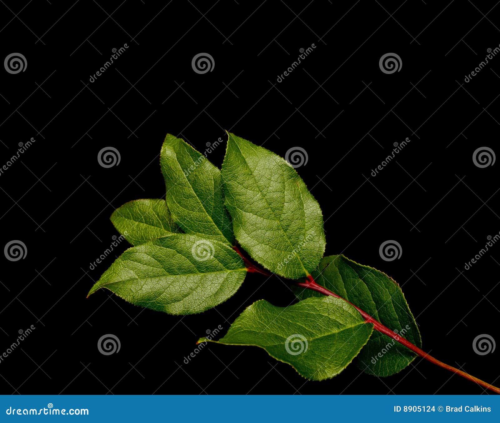 Salal leaves stock photo. Image of lemon, salal, veins - 8905124