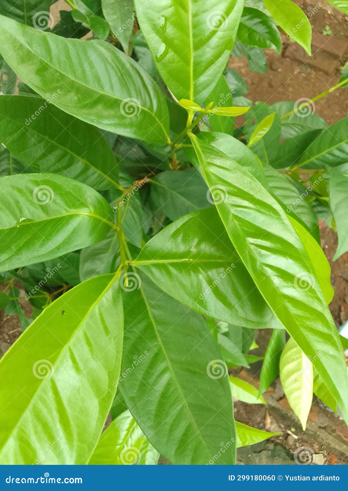 Salam tree stock photo. Image of plant, tree, island - 299180060