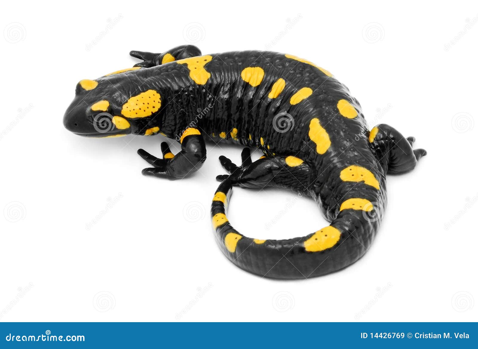 Salamander stock image. Image of fire, spotted, salamandra - 14426769