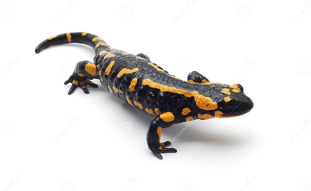 Salamander imagen de archivo. Imagen de puntos, fuego - 16283067