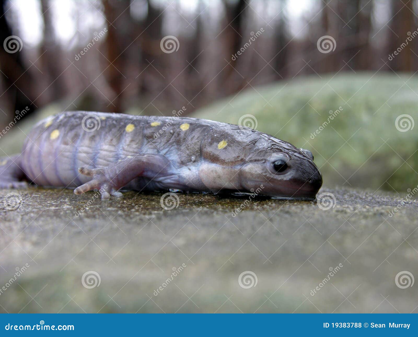 Salamander stock photo. Image of lizard, reptile, face - 19383788