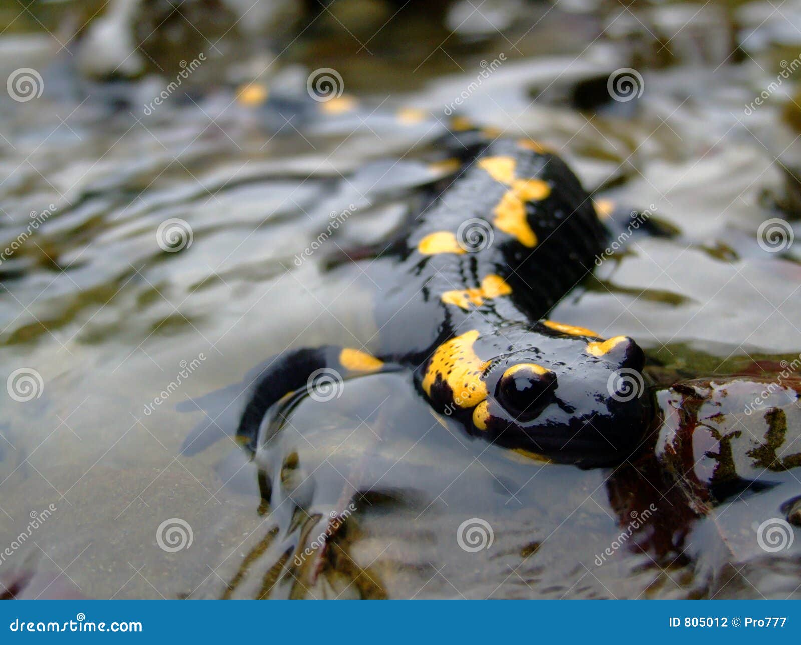 Salamander stock photo. Image of water, salamandra, green - 805012
