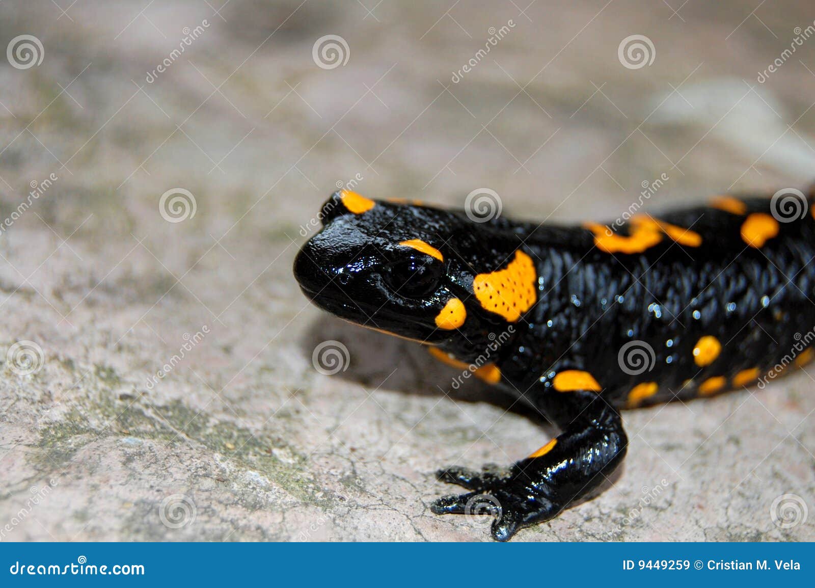 Salamander stock image. Image of ecosystem, face, salamander - 9449259